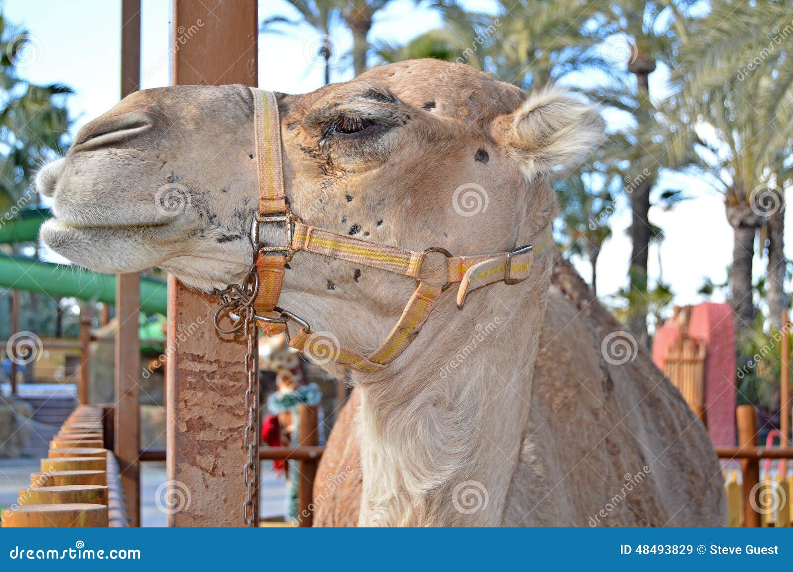 A Camel Close Up stock image. Image of survival, arab - 48493829