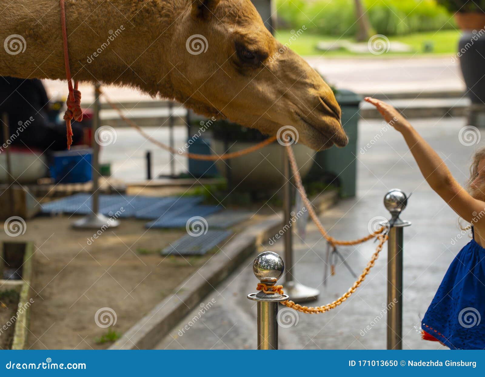 Camel Close-up, Feeding the Camel Stock Photo - Image of emotion ...