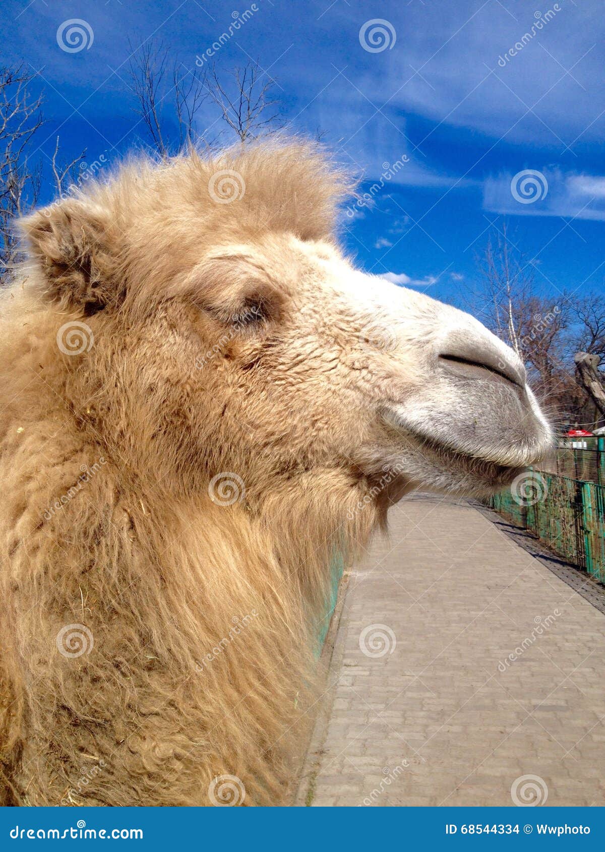 Camel stock photo. Image of macro, mouth, masticate, teeth - 68544334