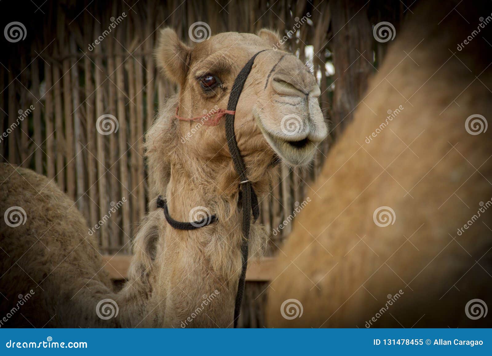 Camel close up photography stock image. Image of street - 131478455