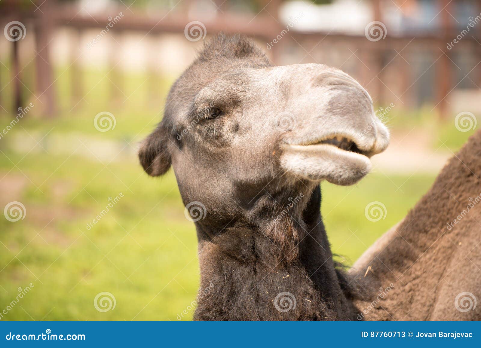 Camel portrait on a side stock image. Image of brown - 87760713