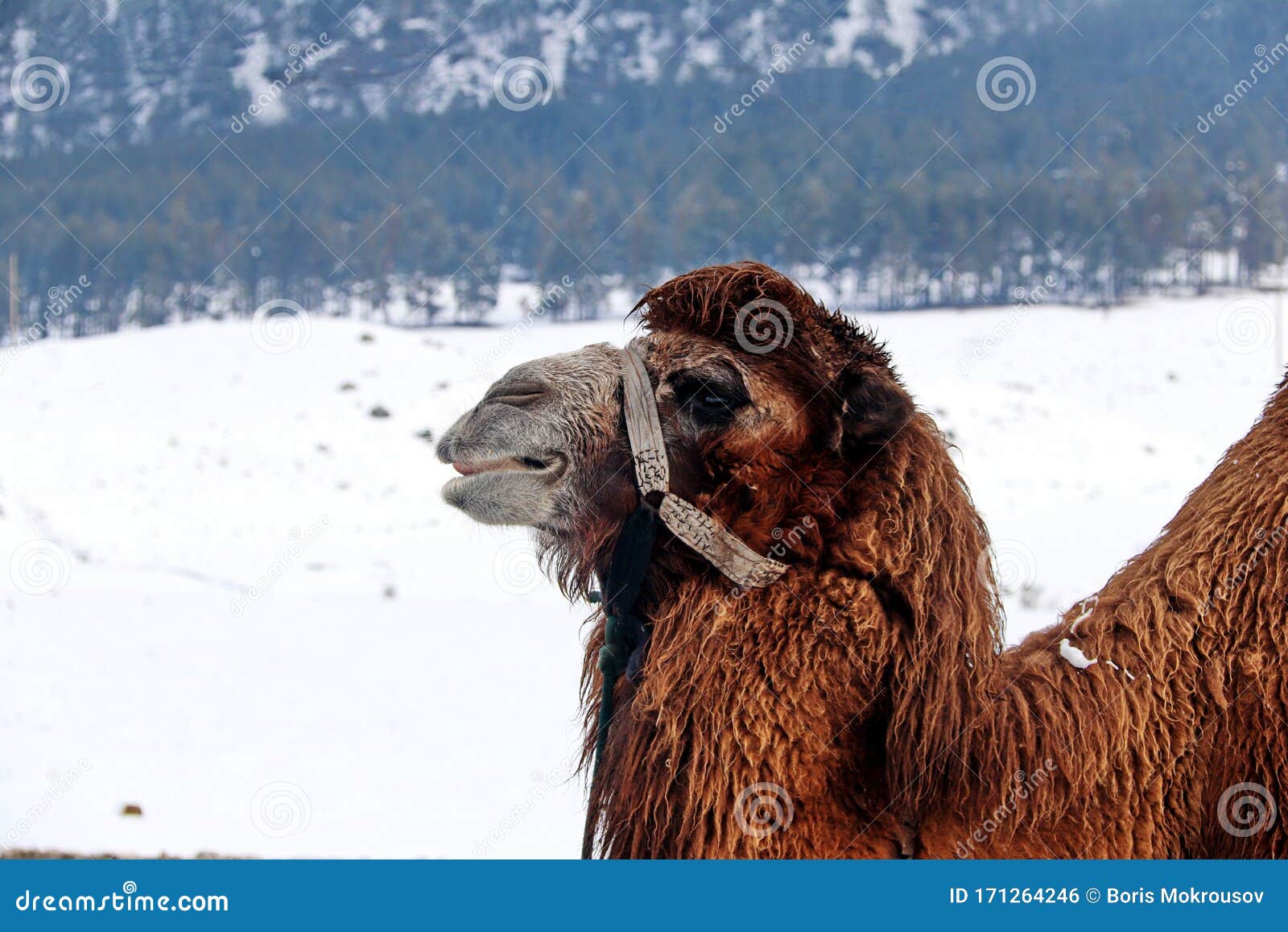 Camel Close-up Under Snowfall and Snowy Landscape Stock Photo - Image ...