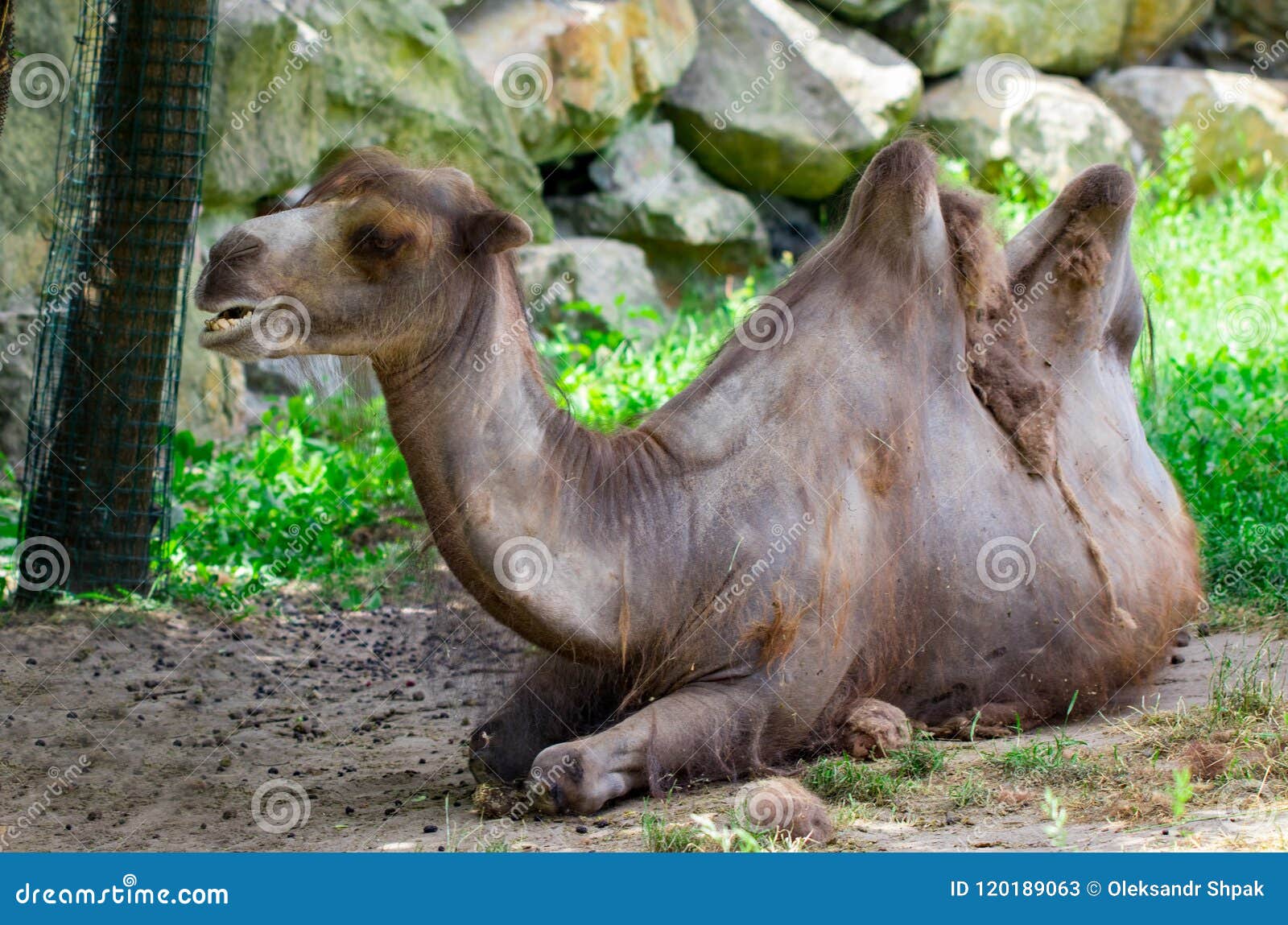 Camel Close Up in Zoo. Sunny Summer Day Stock Image - Image of humorous ...