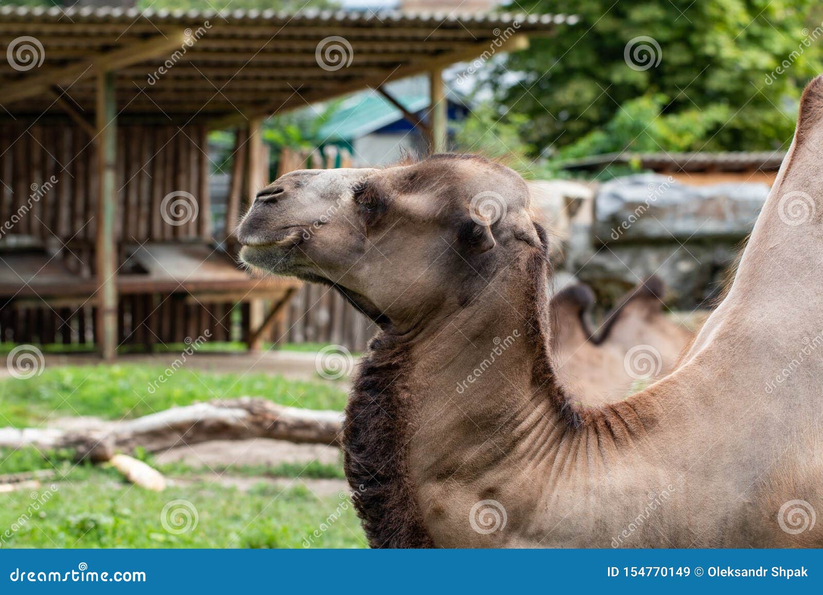 Camel Close Up in Zoo. Sunny Summer Day Stock Image - Image of camel ...