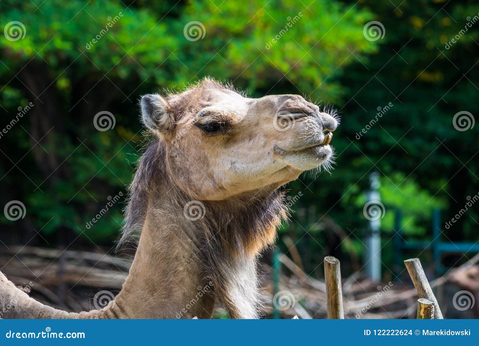 Close Up of a Camel`s Head. Stock Photo - Image of mammal, desert ...