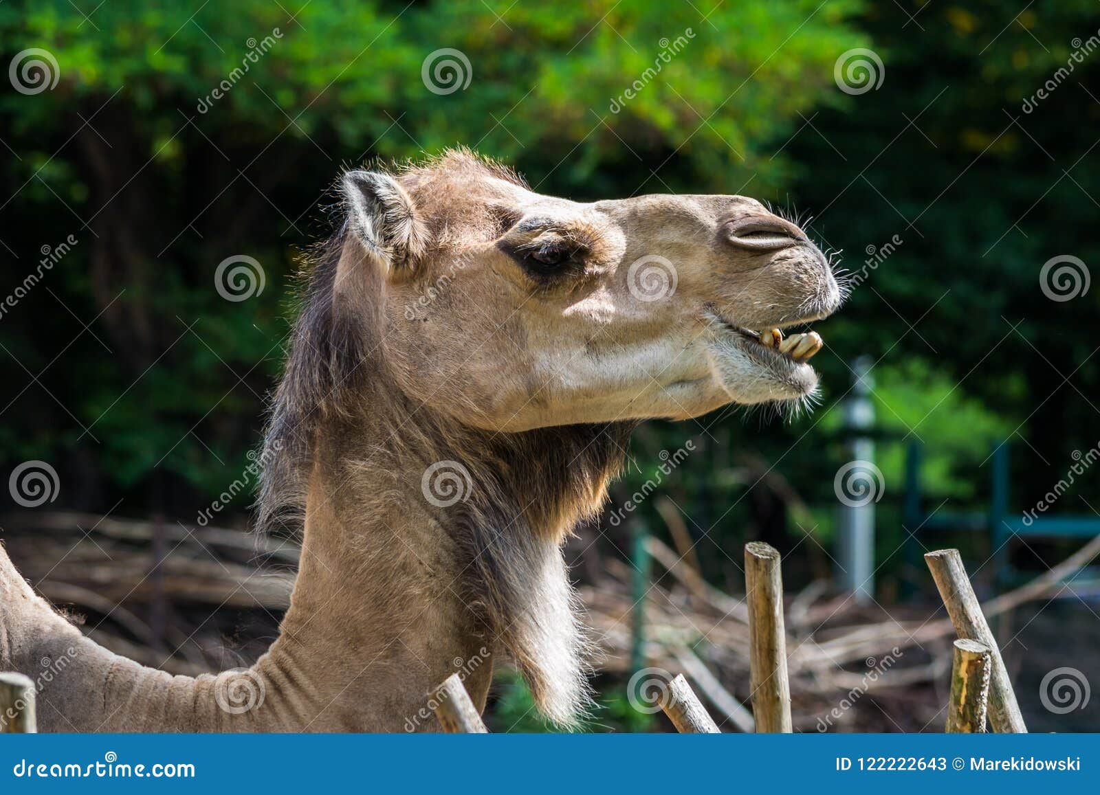 Close Up of a Camel`s Head. Stock Image - Image of head, dromedary ...