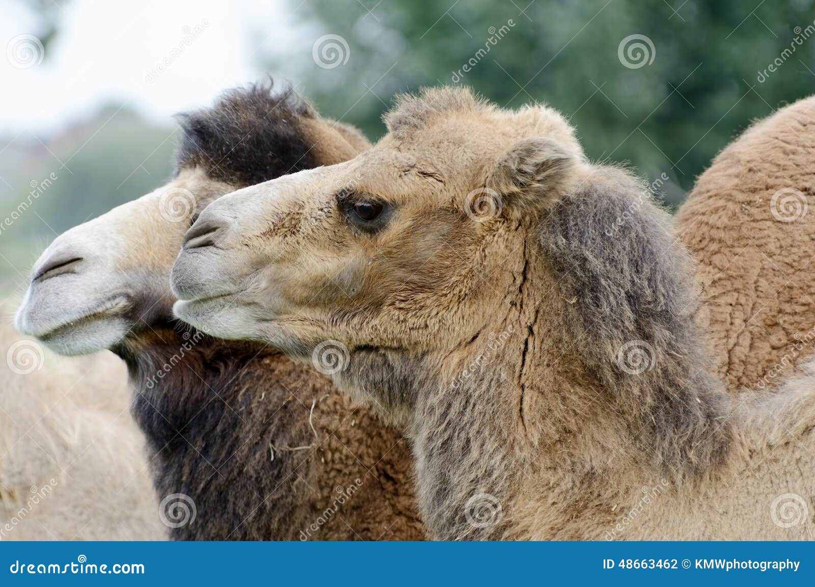 Camel closeup stock photo. Image of brown, outdoors, looking - 48663462