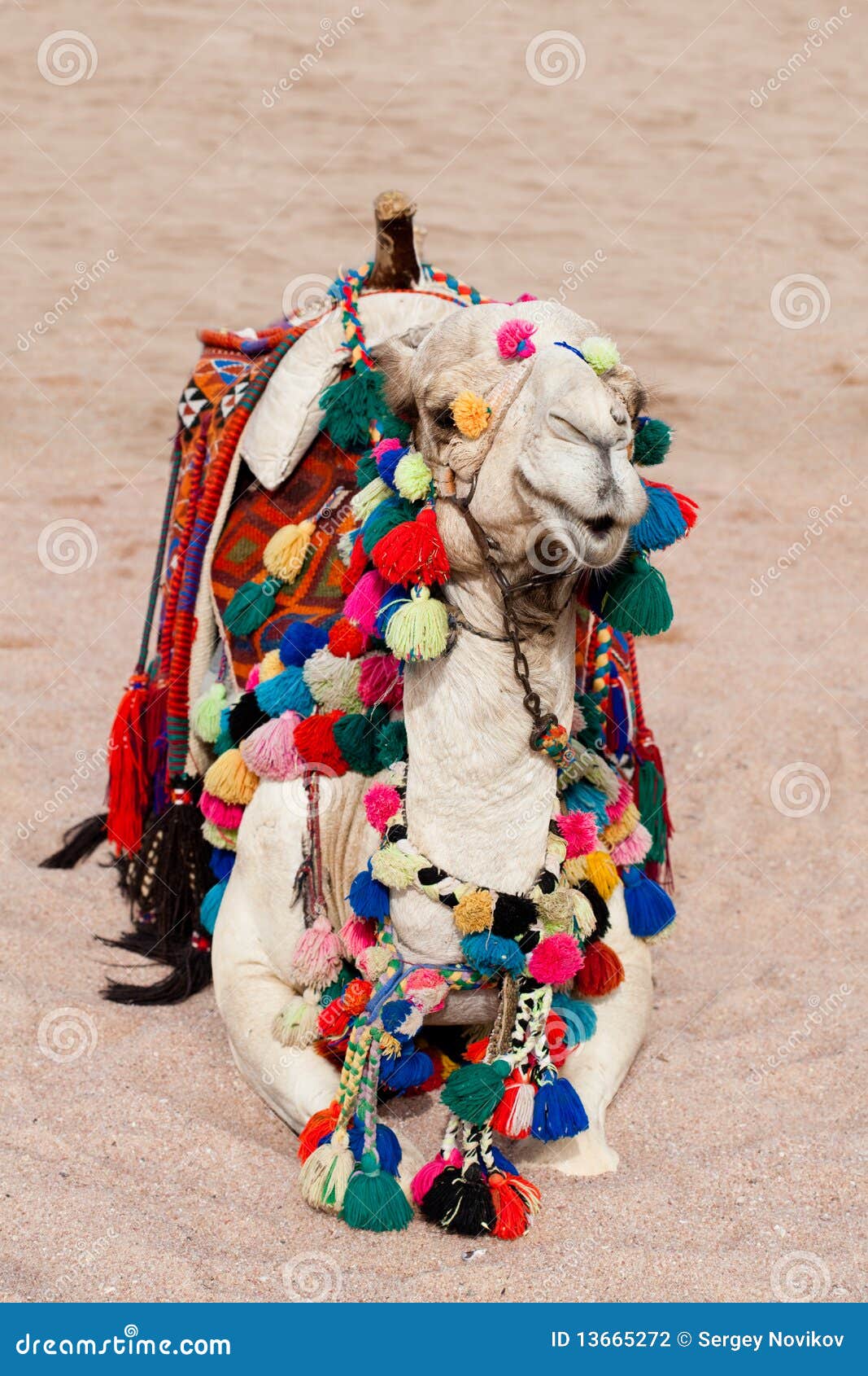 Camel in color decorations stock photo. Image of colorful - 13665272