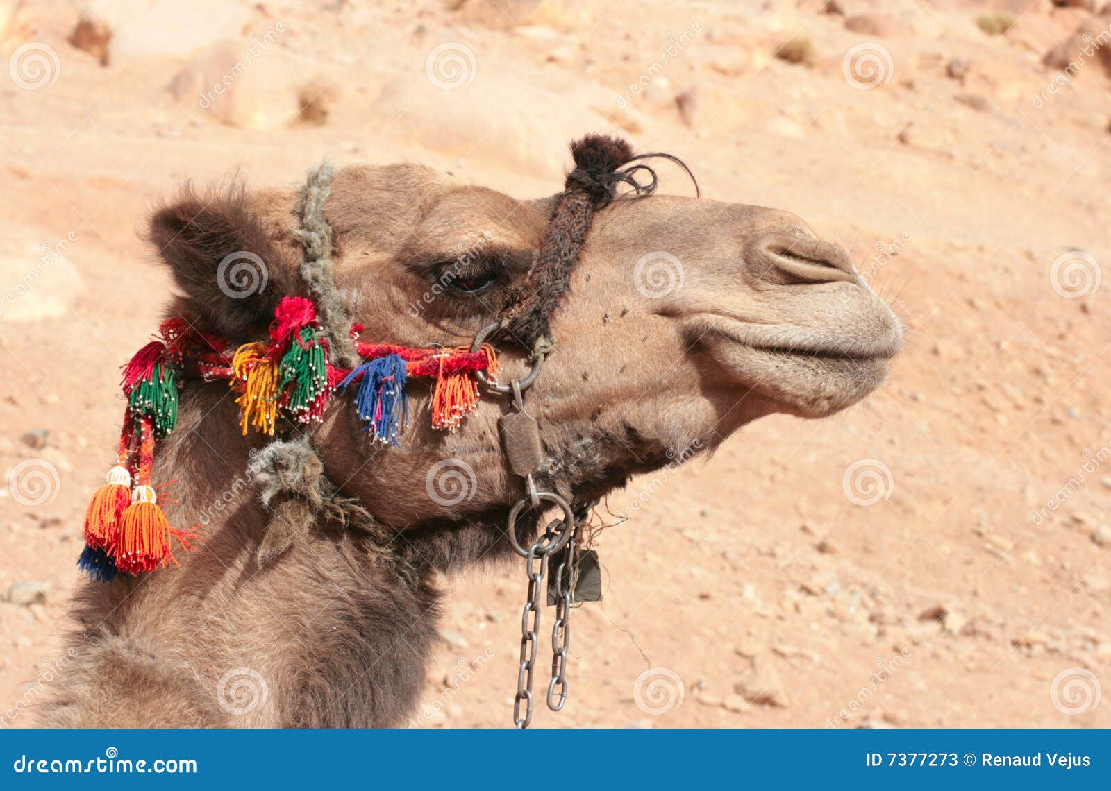 Camel in colorful harness stock image. Image of culture - 7377273