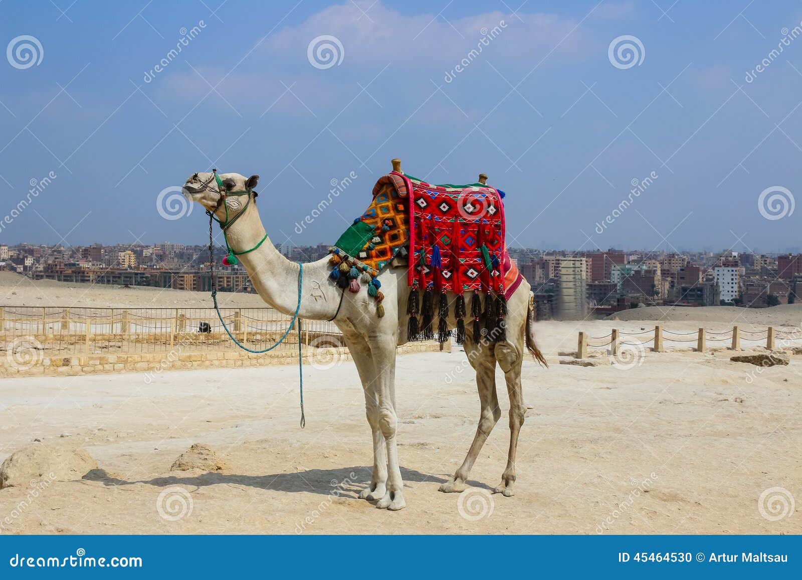 Camel with Colorful Horsecloth. Giza Stock Photo - Image of camel ...
