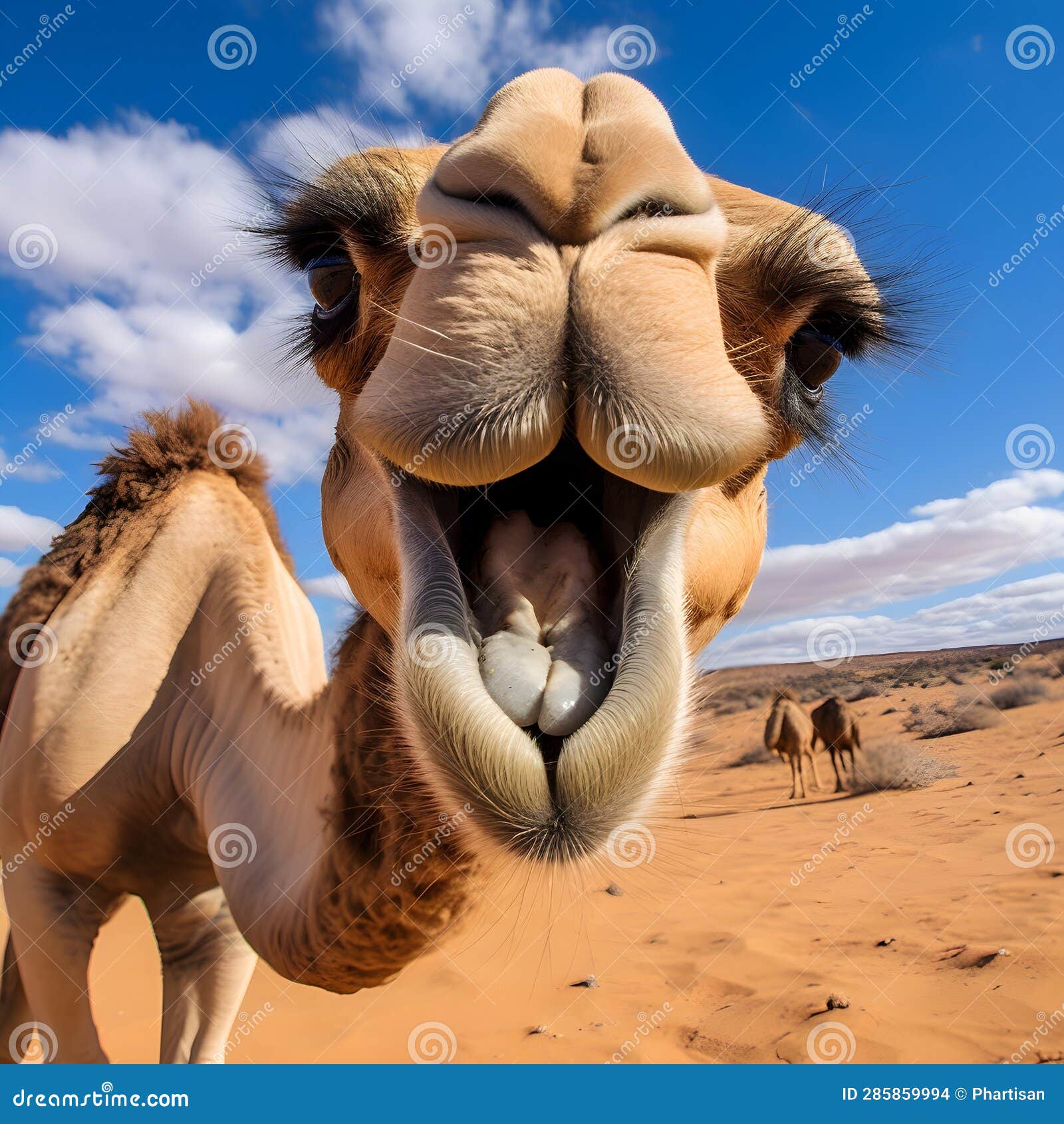Camel Comedy: Hilarious Close-Up of Big Lips Stock Illustration ...