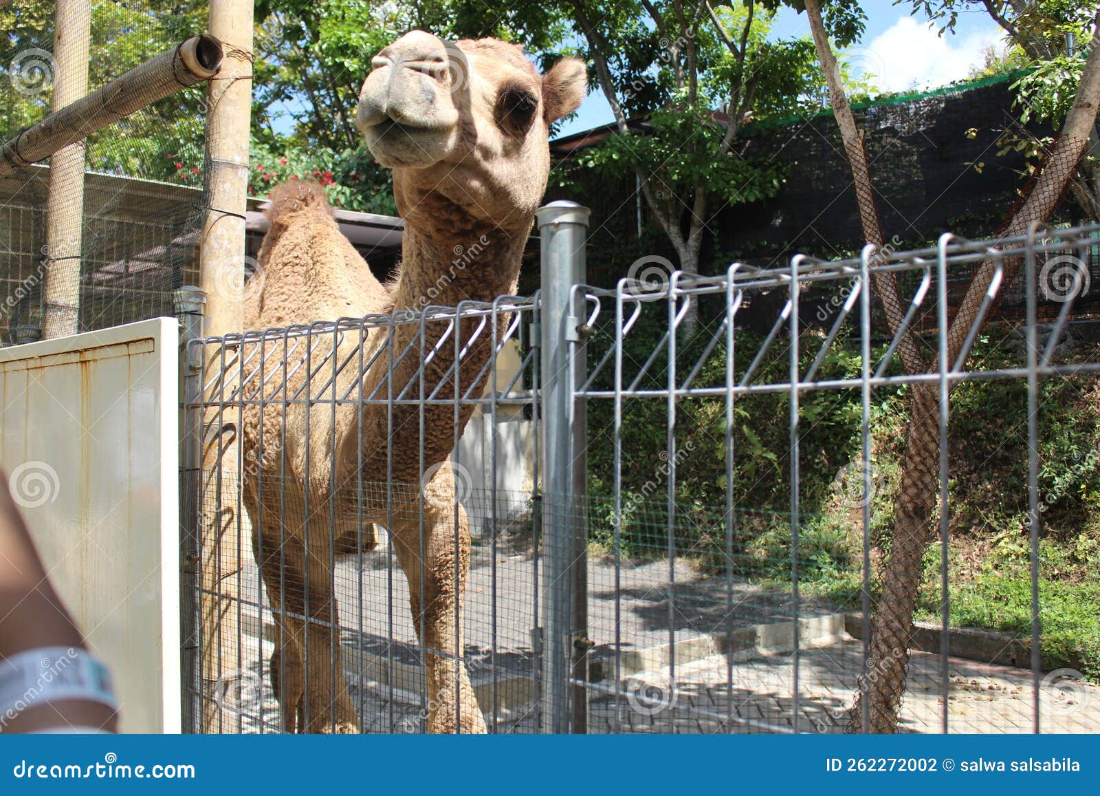 Camel is a cool stock photo. Image of camel, sculpture - 262272002