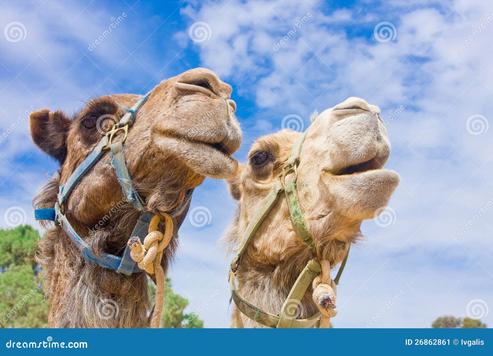 Camel couple stock image. Image of chew, closeup, desert - 26862861