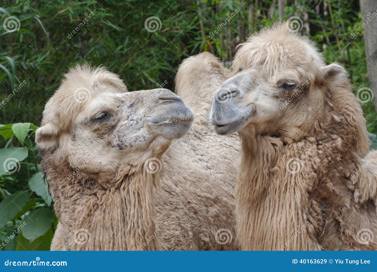 Camel stock image. Image of natural, environment, travel - 40163629
