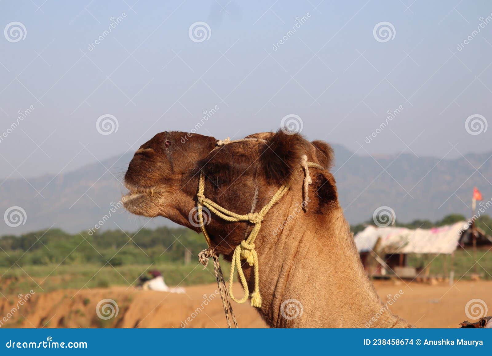 Camel stock photo. Image of dessert, wildlife, life - 238458674