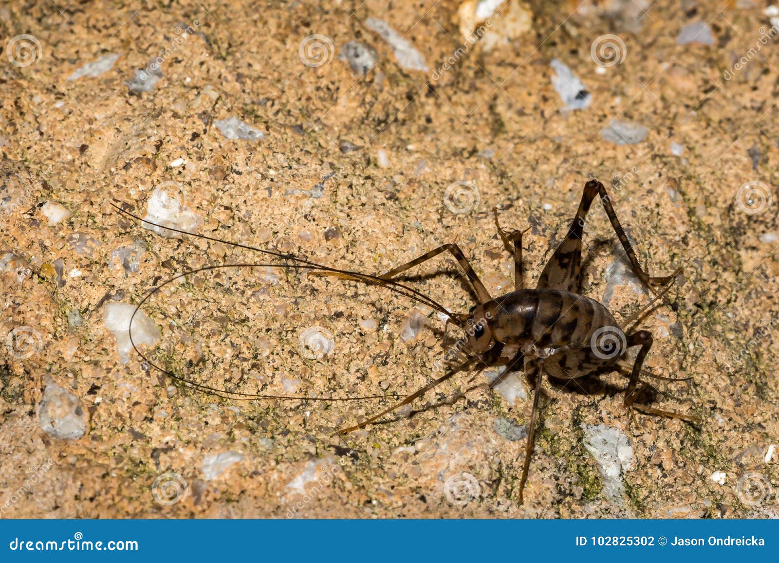 Camel Cricket stock photo. Image of foundation, cricket - 102825302