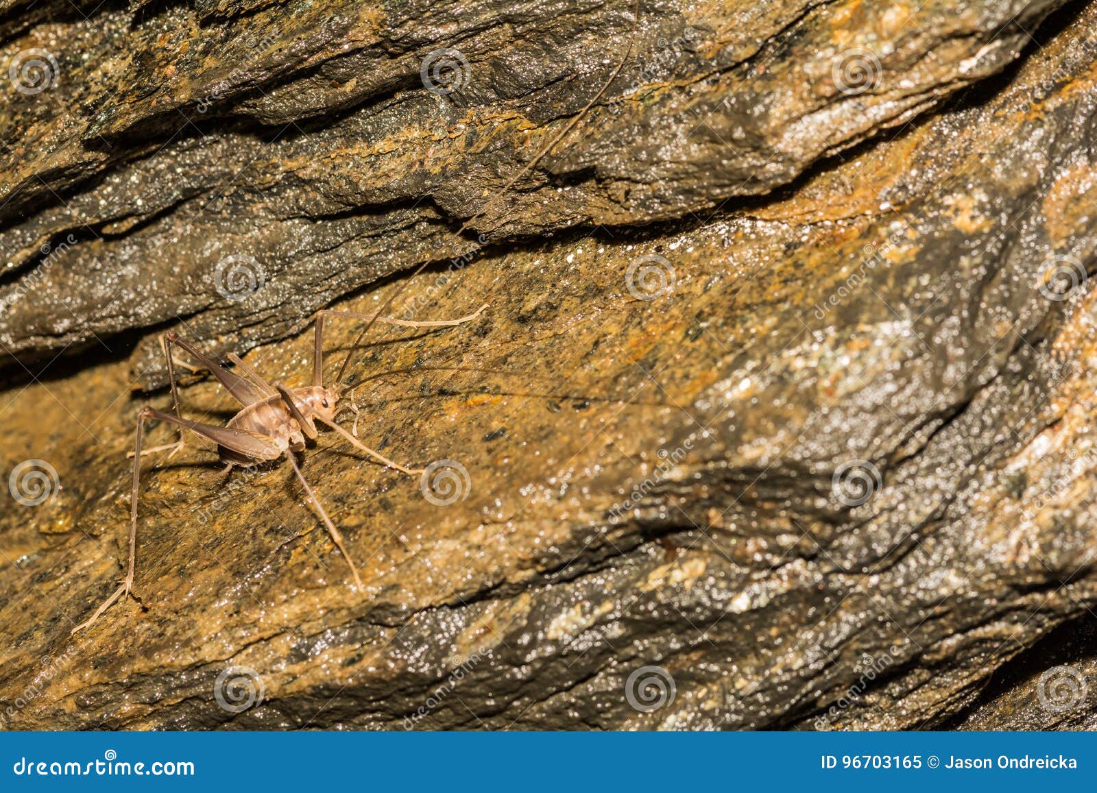 Camel Cricket stock image. Image of biodiversity, camelback - 96703165