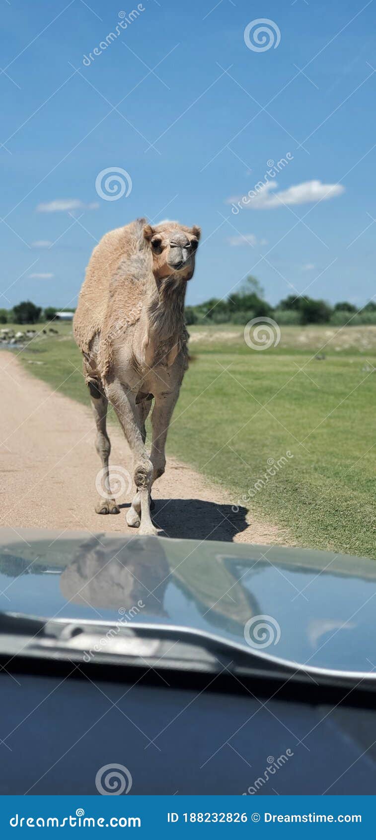 Camel crossing path stock photo. Image of tree, mammal - 188232826
