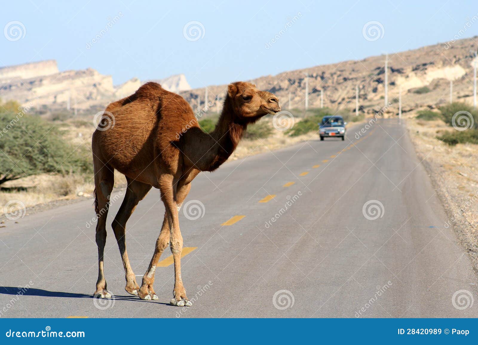 Camel crossing the road stock image. Image of animal - 28420989