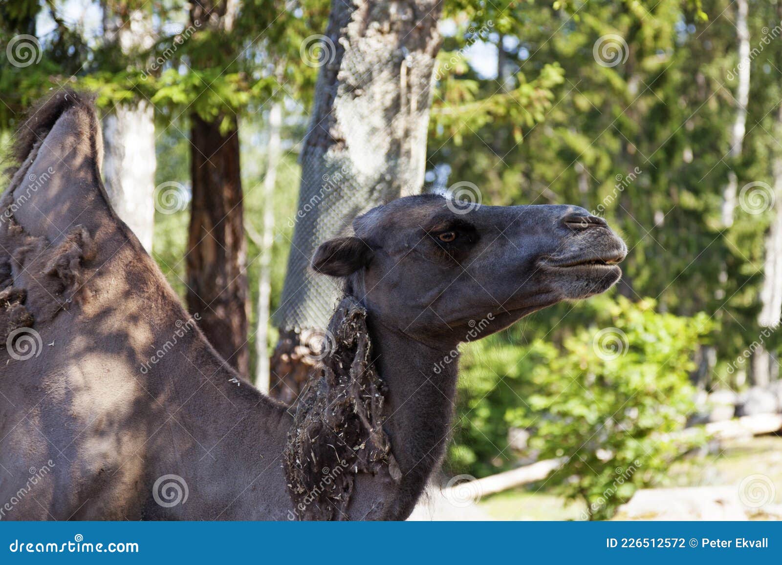 A Camel That Is Dark In Color Stock Photography | CartoonDealer.com ...