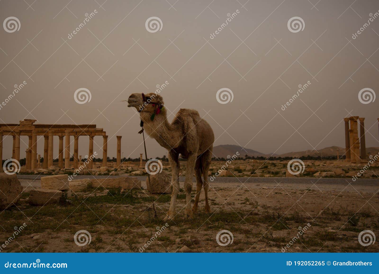 A Camel at Dawn among the Ancient Ruins of Palmyra. Stock Image - Image ...