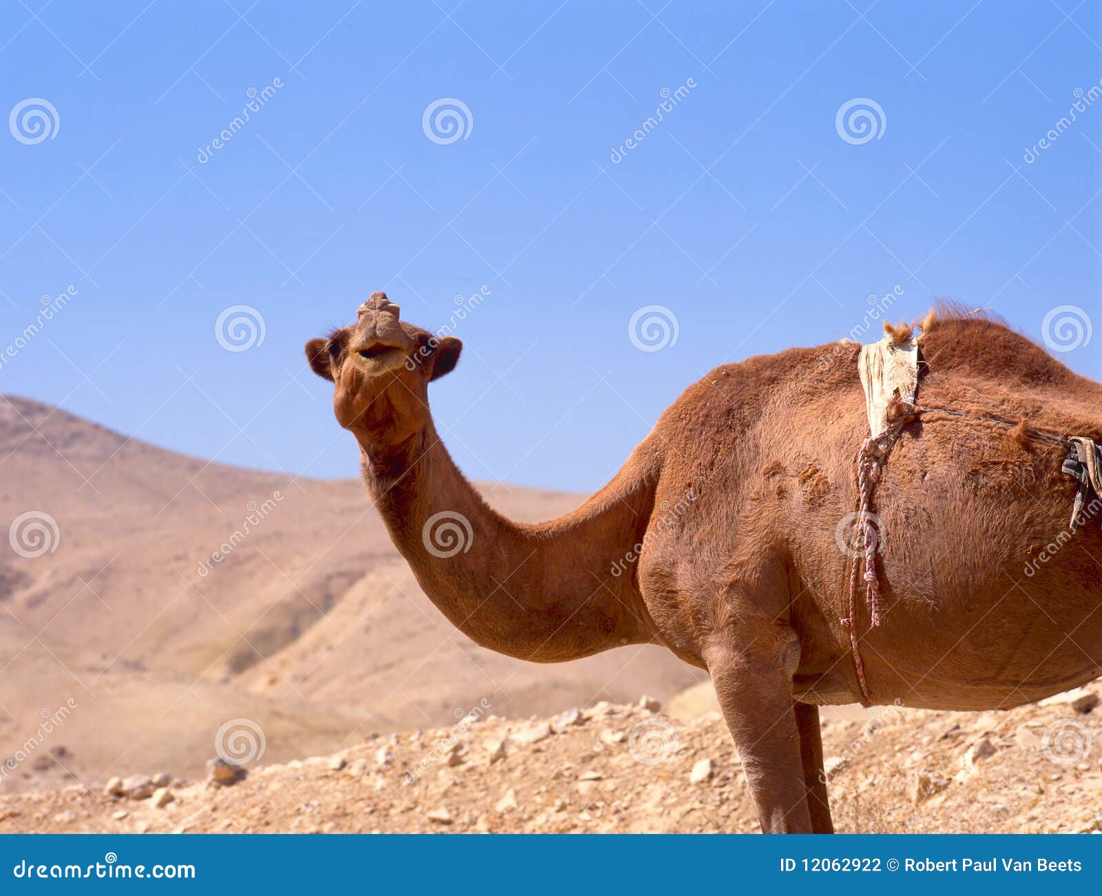 Camel in the desert stock photo. Image of mammal, vacations - 12062922