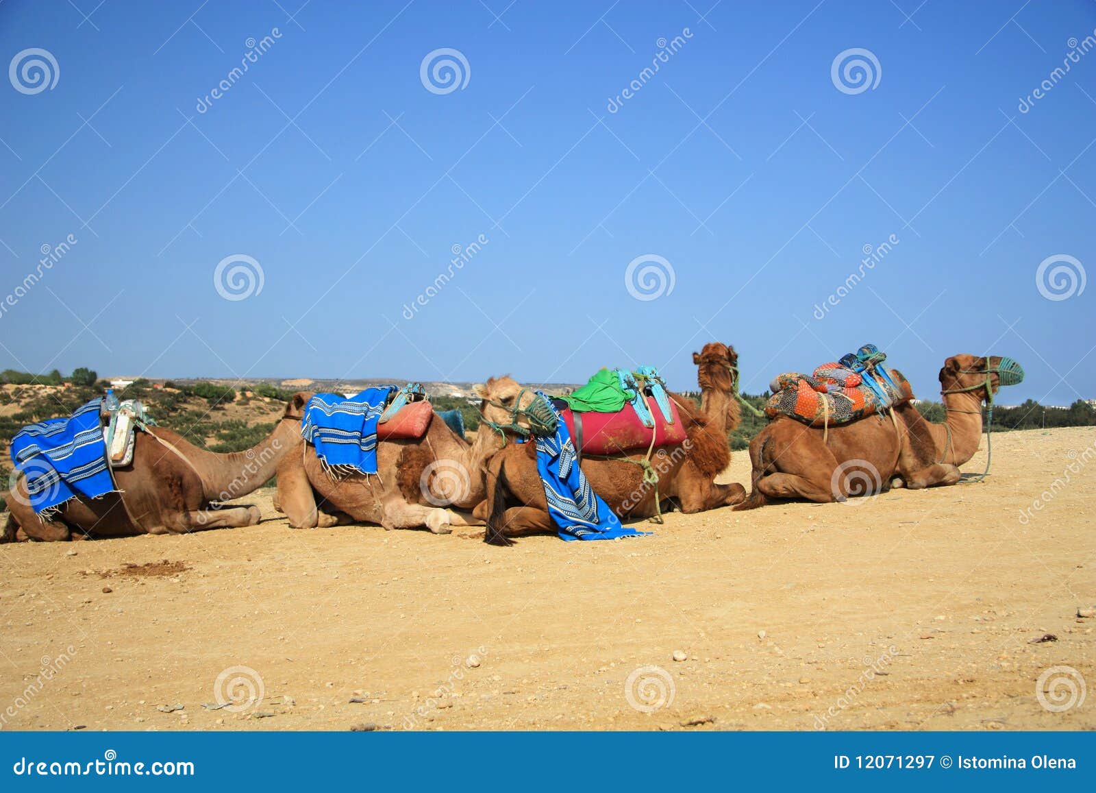 Camel in desert stock image. Image of east, africa, domestic - 12071297