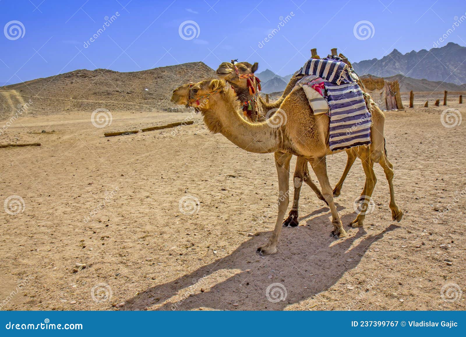 Camel in the sand desert stock image. Image of culture - 237399767