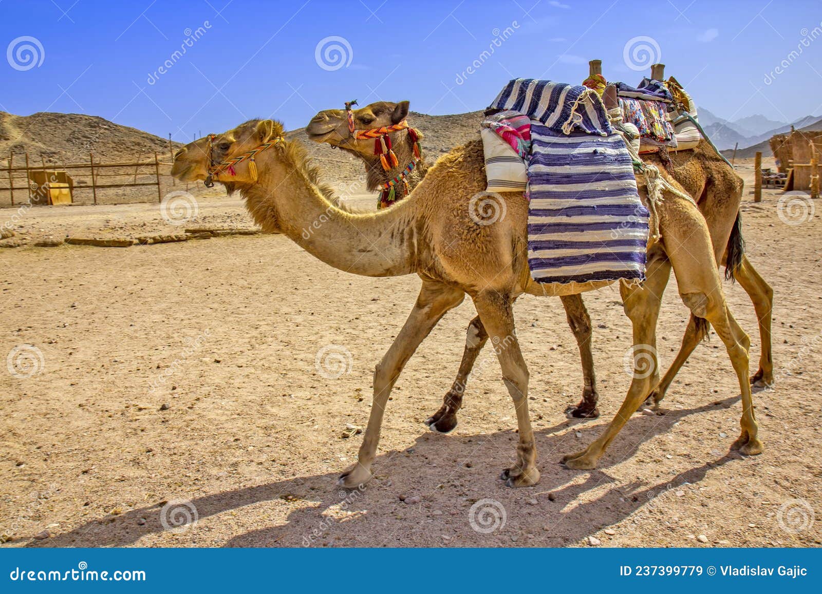 Camel in the sand desert stock image. Image of camels - 237399779