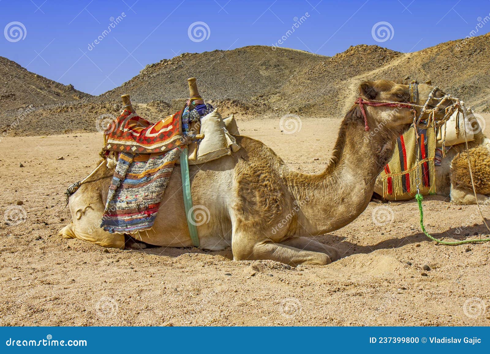 Camel in the sand desert stock photo. Image of adventure - 237399800