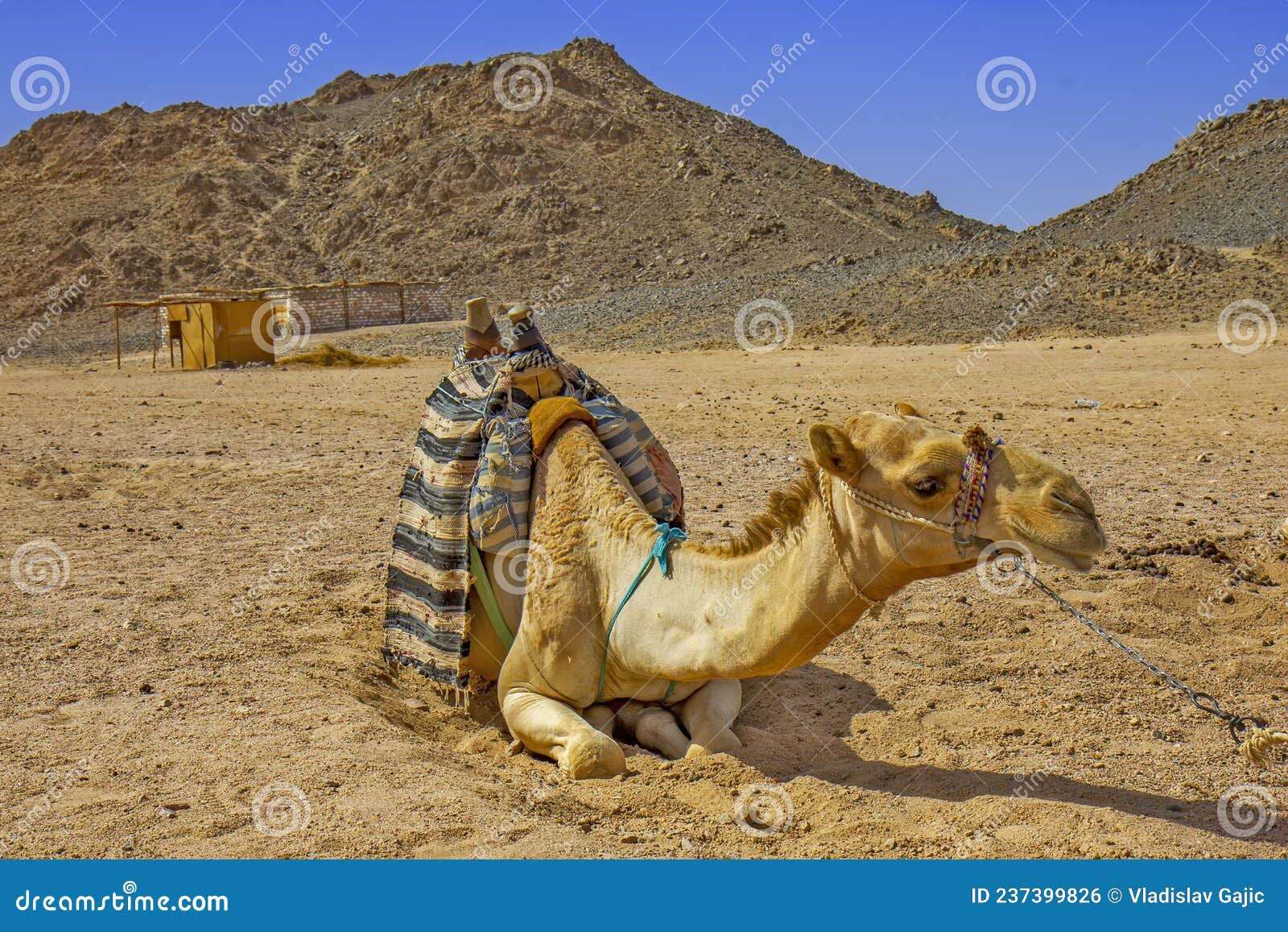 Camel in the sand desert stock photo. Image of arabic - 237399826