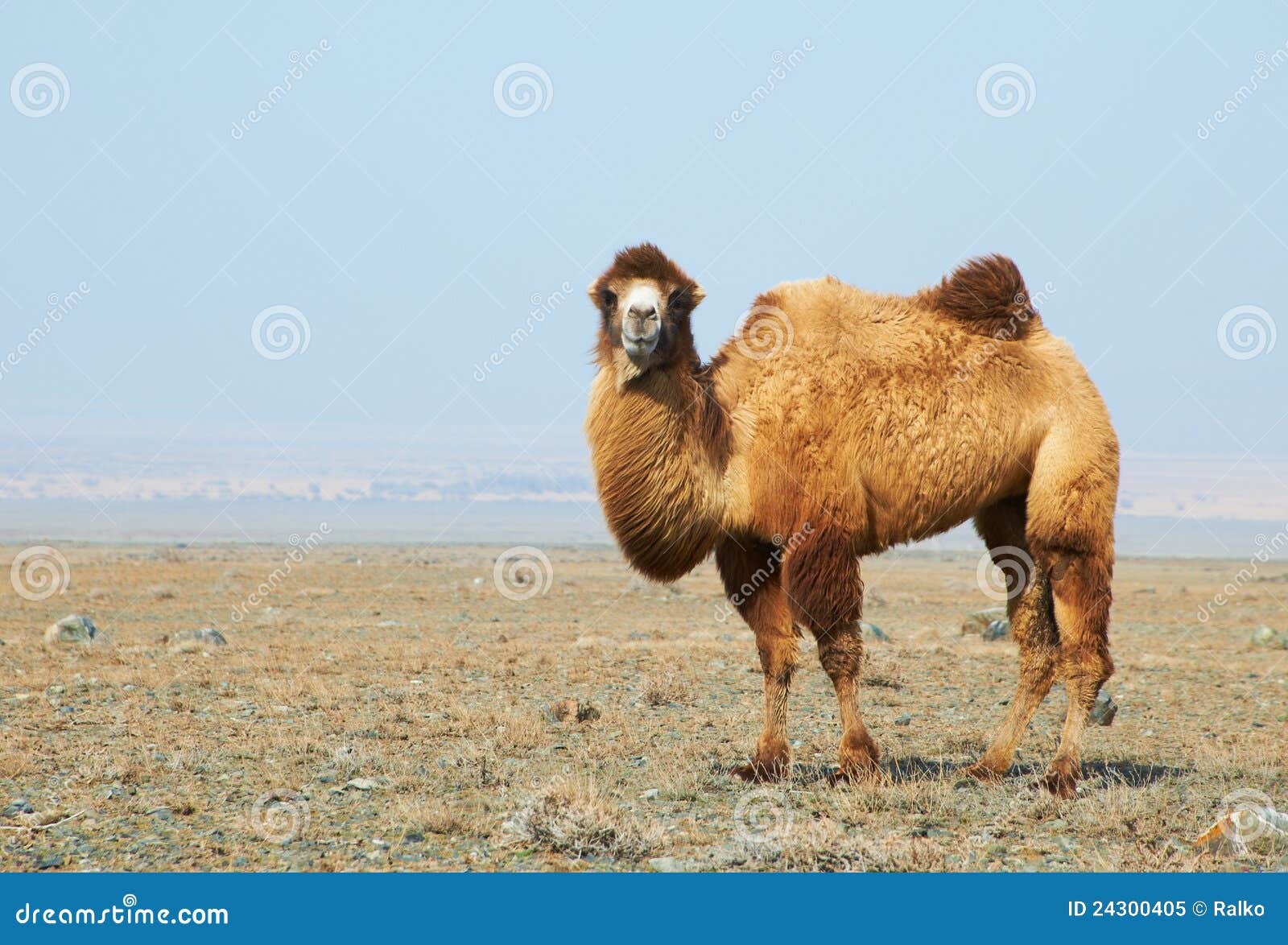 Camel In The Desert Stock Photography | CartoonDealer.com #77396498