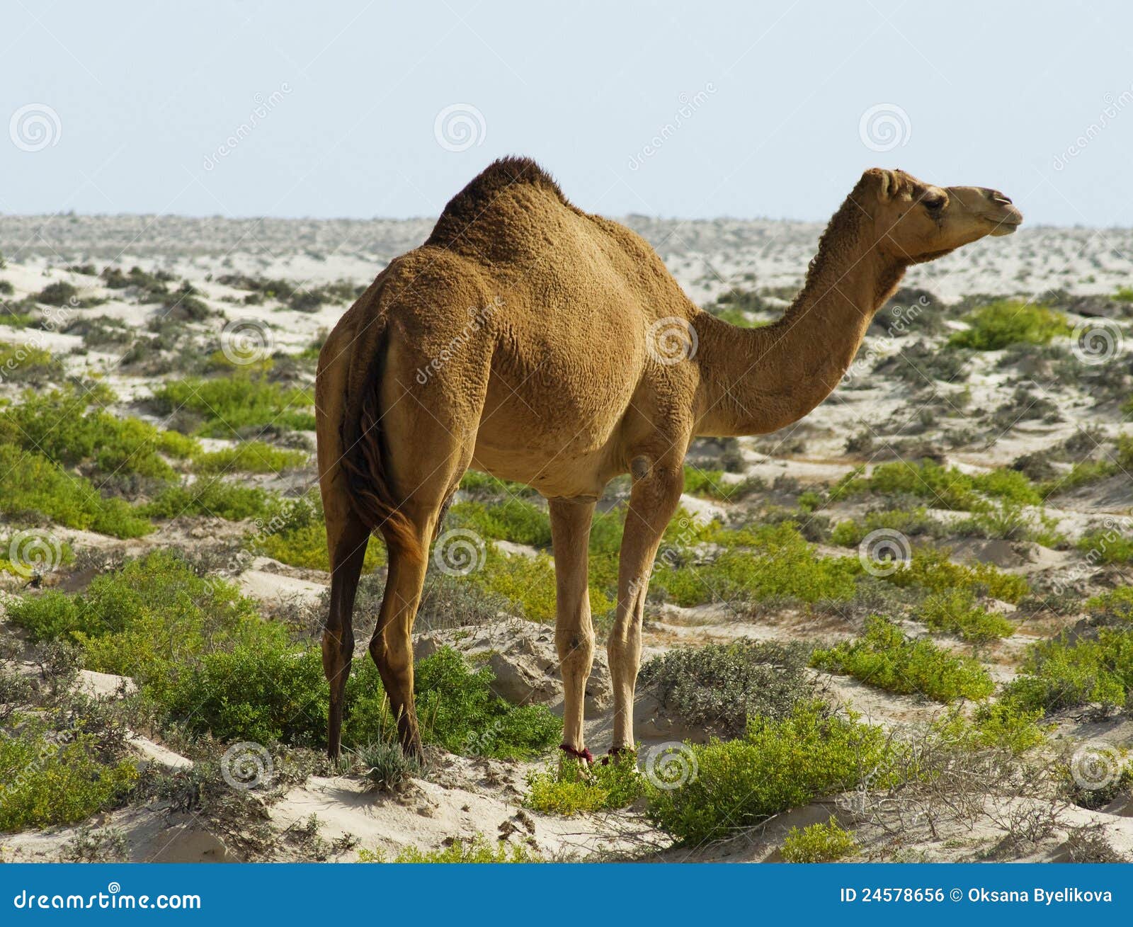Camel at desert stock photo. Image of landform, journey - 24578656
