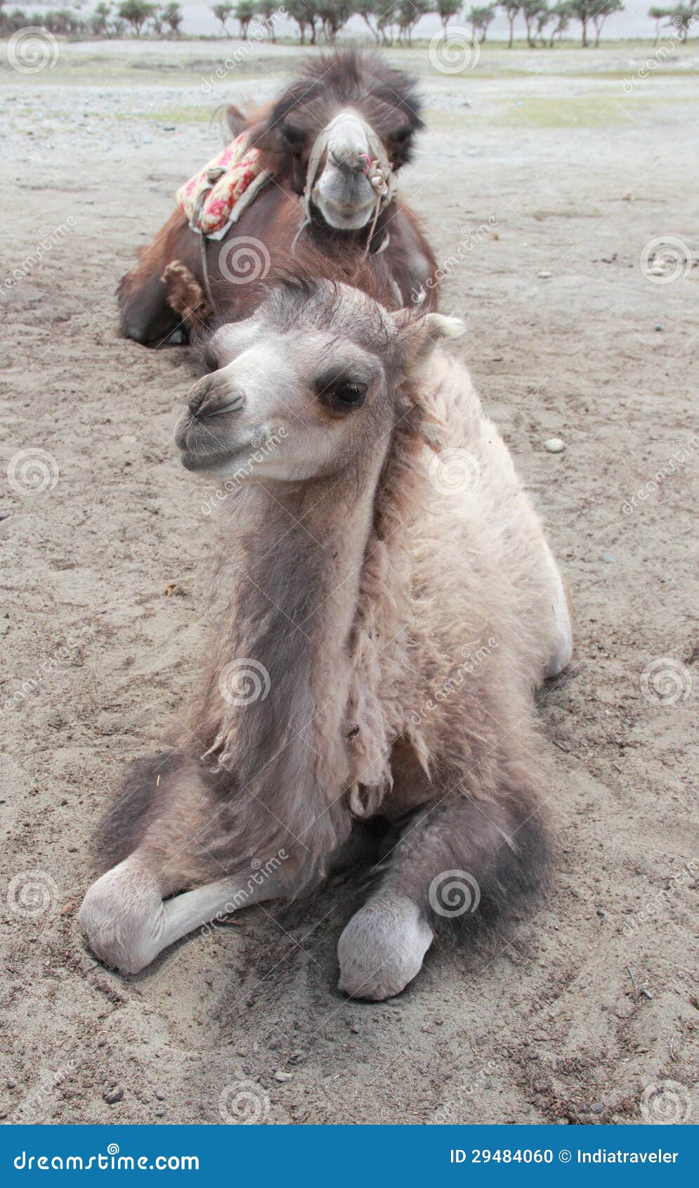 Camel in Desert stock photo. Image of relaxing, scene - 29484060