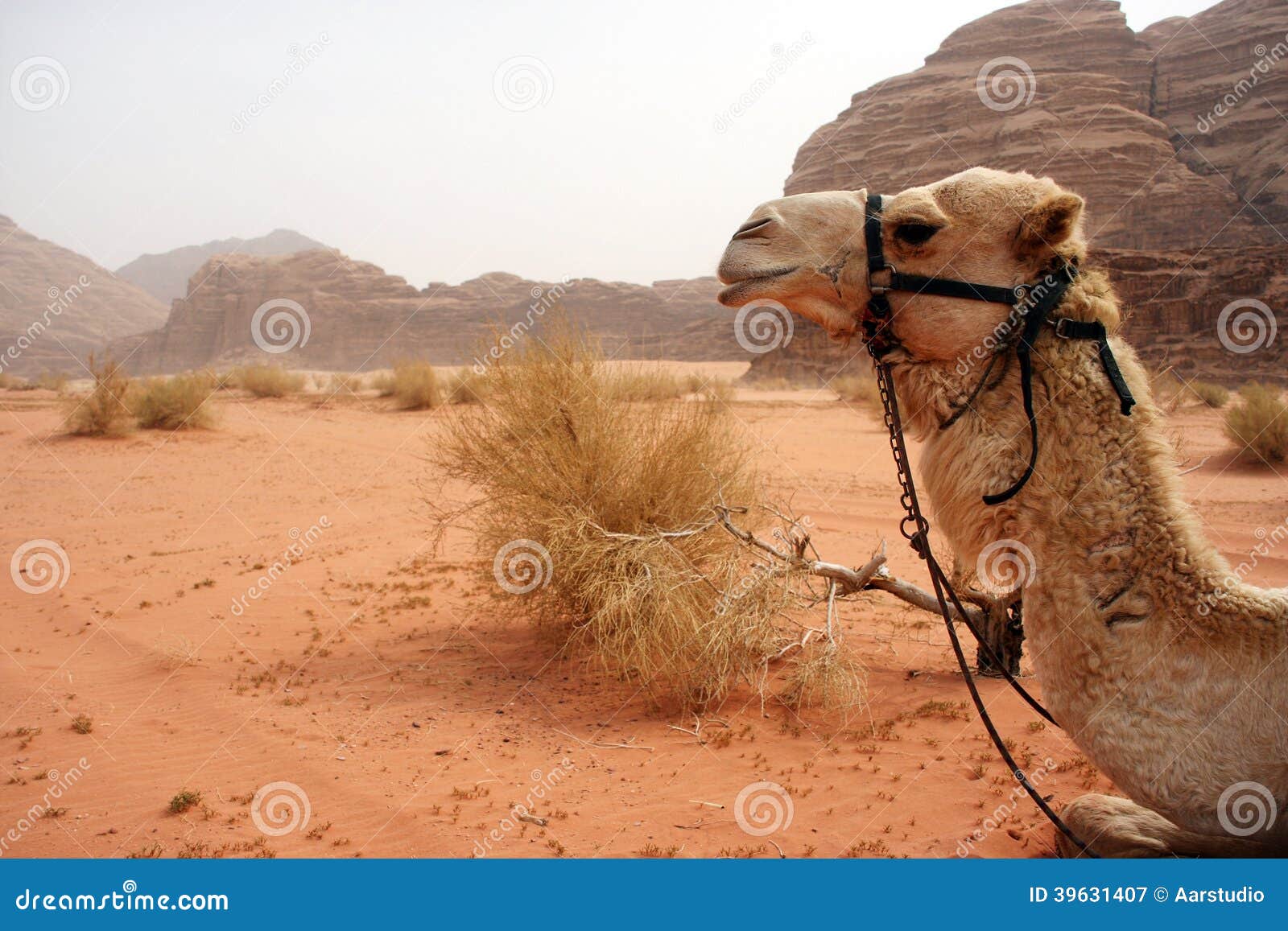 Camel in the desert stock image. Image of natural, mammal - 39631407