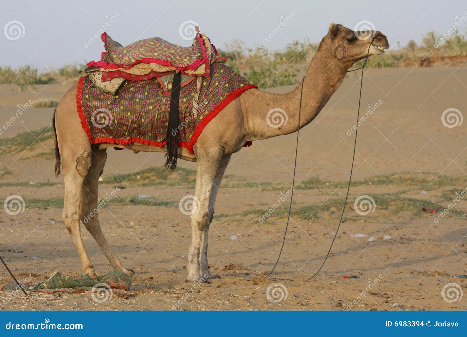 Camel in the desert stock photo. Image of animal, safari - 6983394
