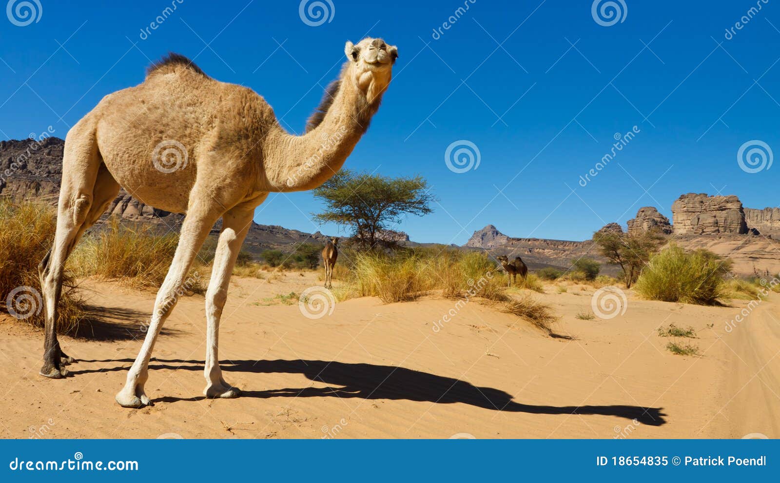 Camel in the Desert - Akakus (Acacus), Libya Stock Image - Image of ...