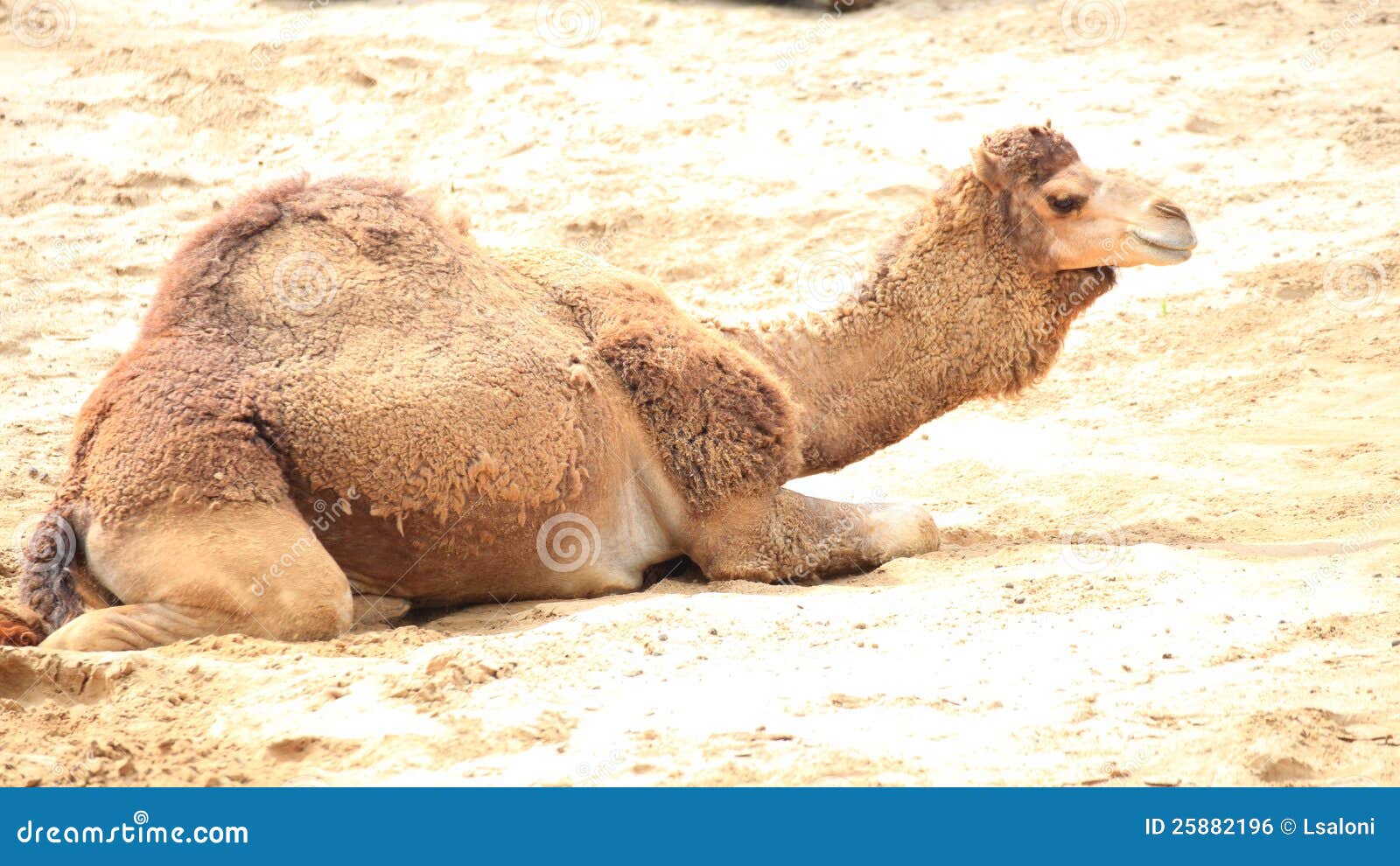 Camel in the desert animal stock photo. Image of easterly - 25882196