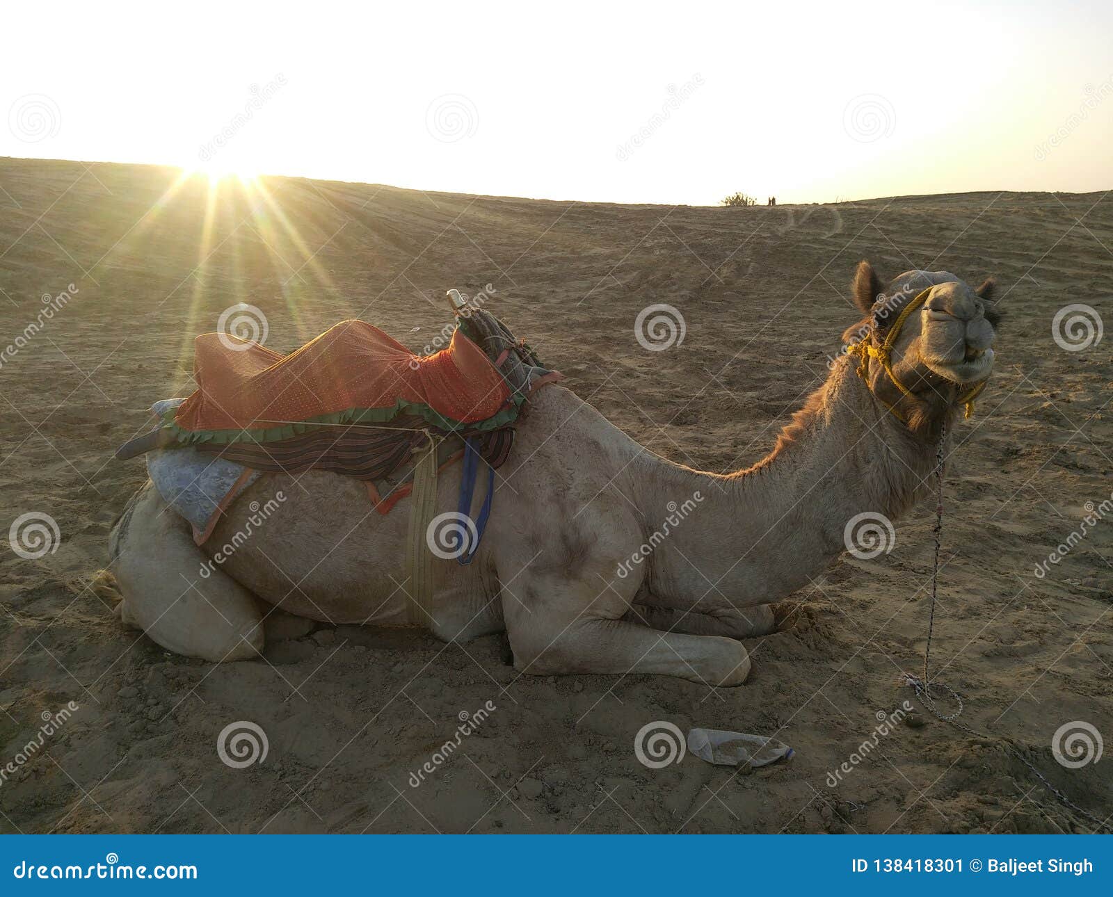 Camel Desert Sunset Stock Images - Download 4,933 Royalty Free Photos