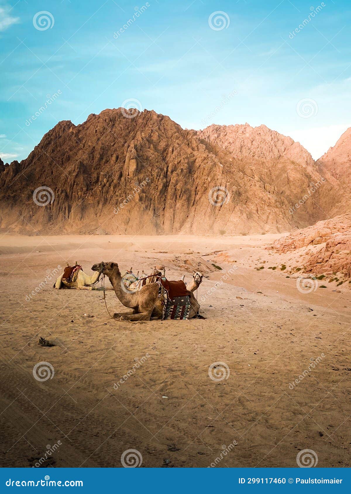 Camel in the Desert in Front of a Mountain in Bright Daylight Stock ...