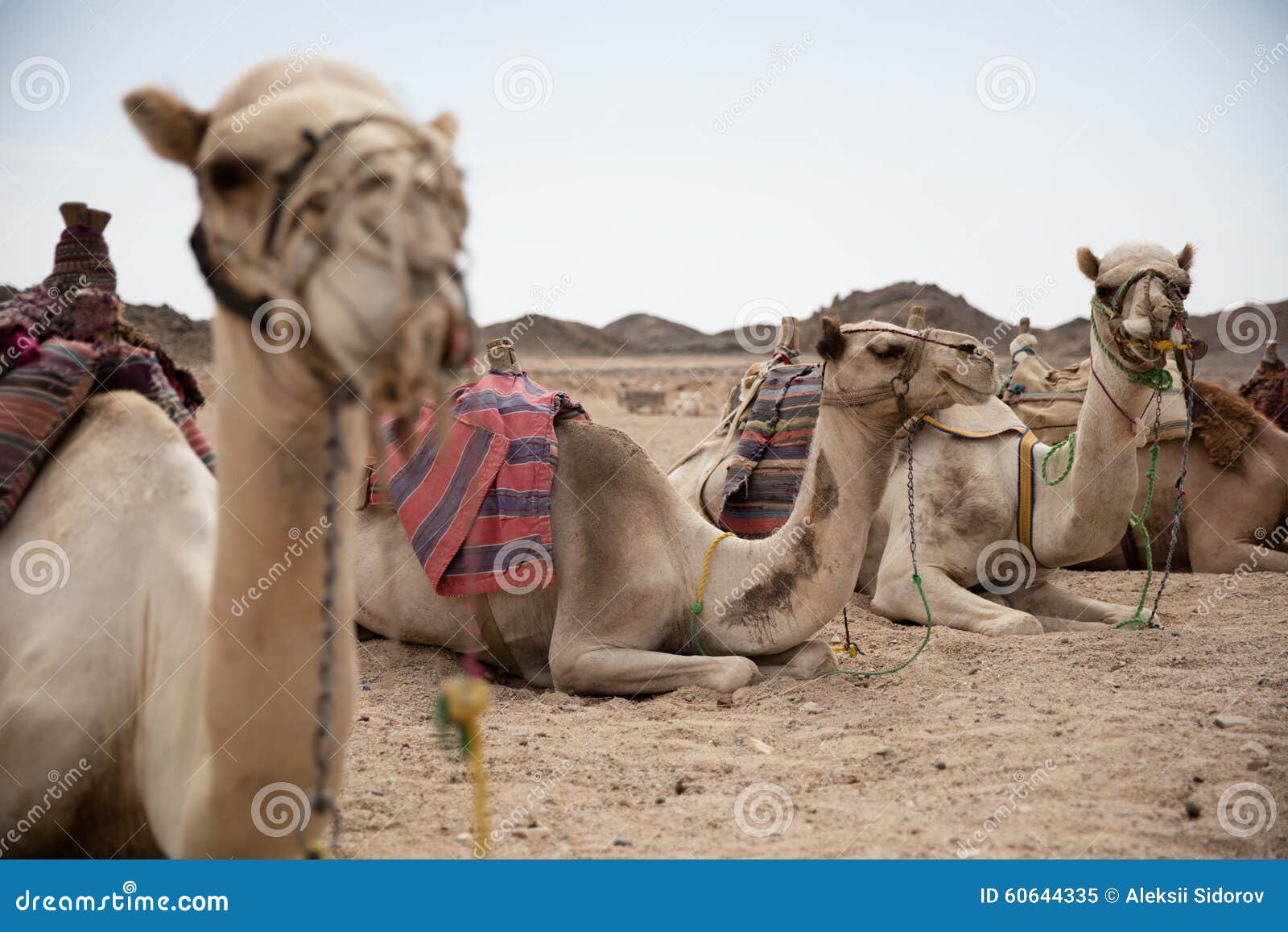 Camel in Desert Lanscape Sunny Day Stock Image - Image of caravan, sand ...