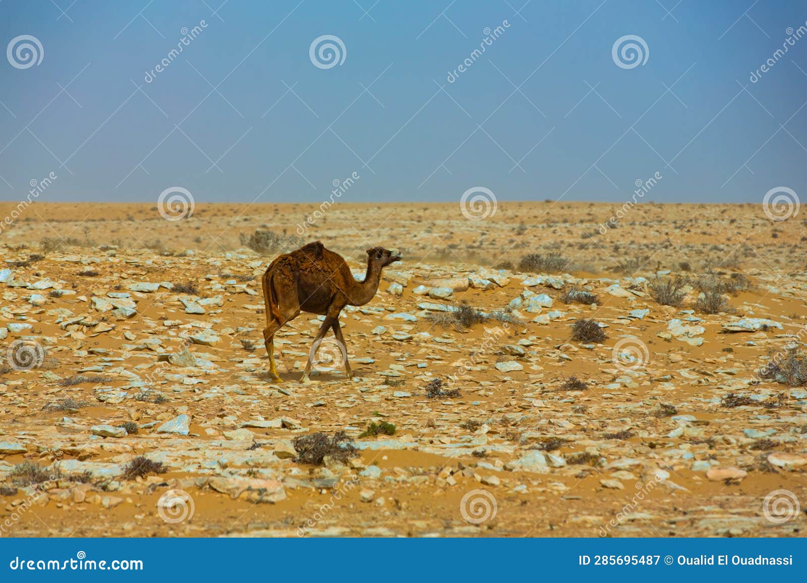 Savanna In Moroccan Hamada Desert Erg Chigaga Near Four Zguid With ...