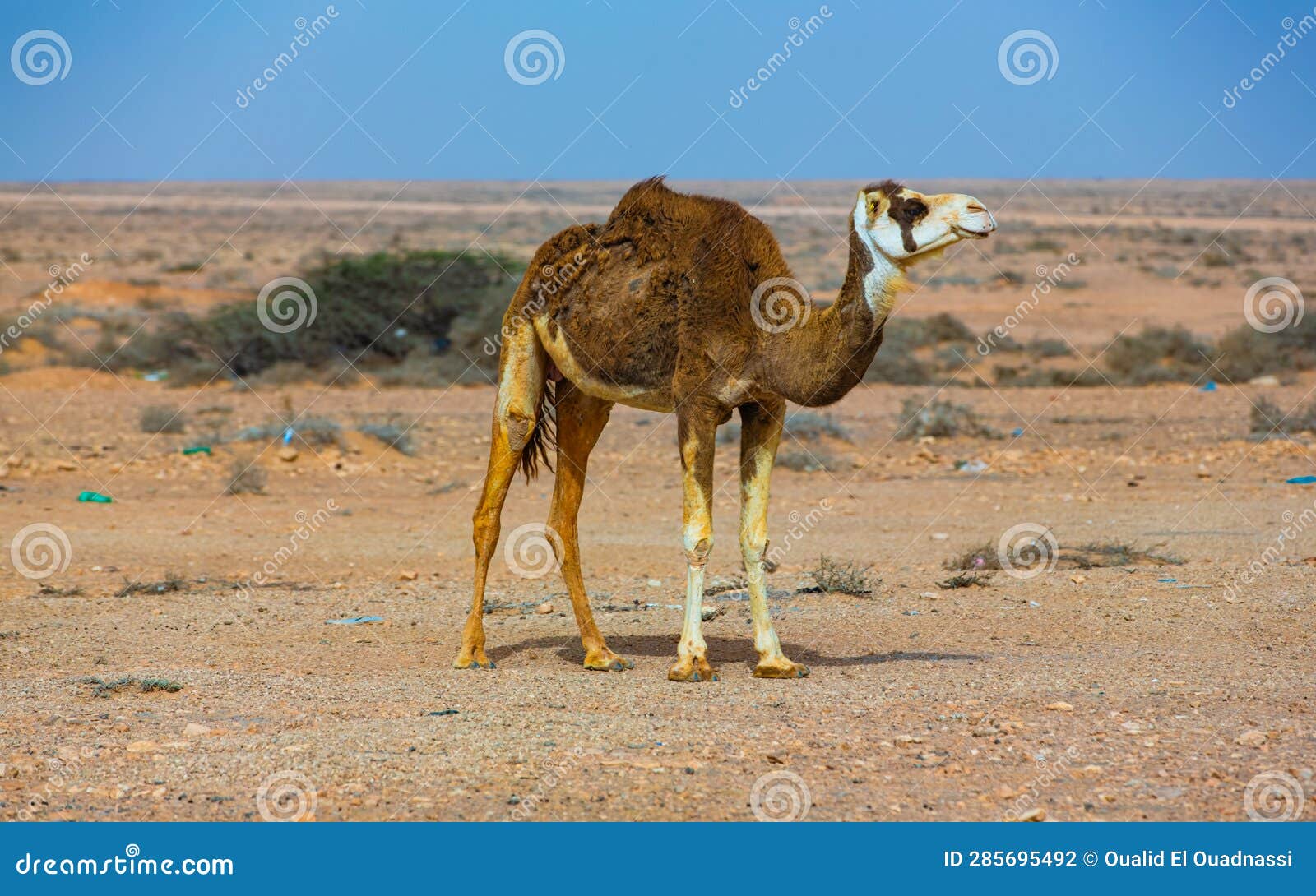 Savanna In Moroccan Hamada Desert Erg Chigaga Near Four Zguid With ...
