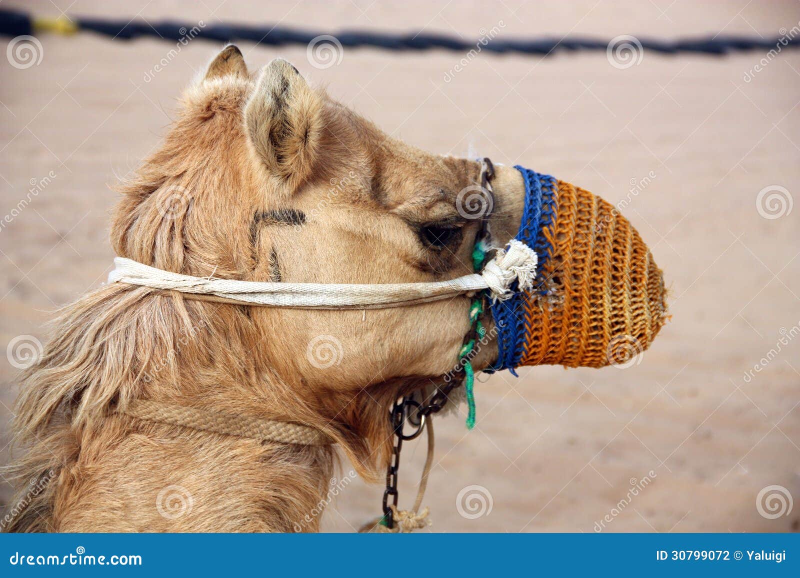 Camel in desert stock photo. Image of desert, muzzle - 30799072