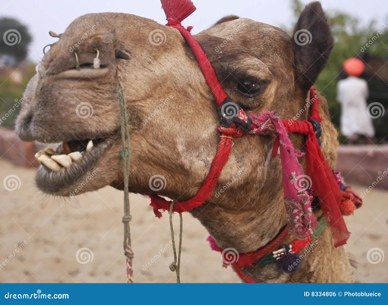 Portrait of camel stock photo. Image of wildlife, teeth - 8334806