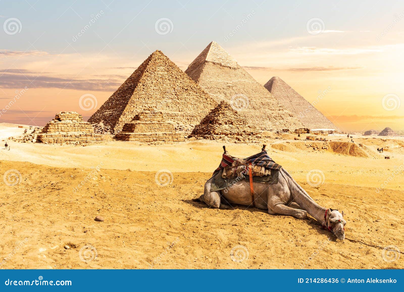 A Camel in the Desert by the Pyramids of Egypt, Giza Stock Photo ...