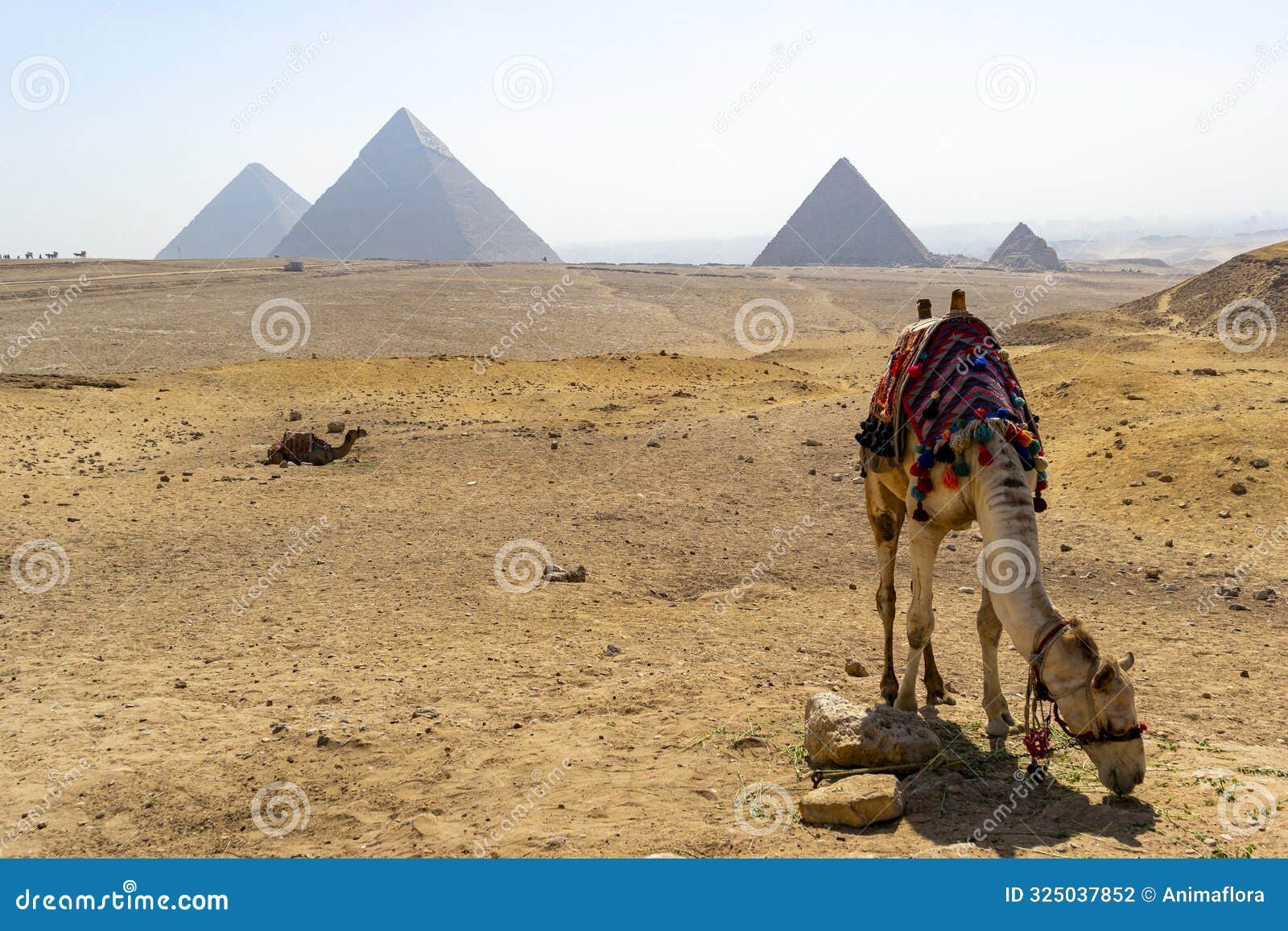 Camel in the Desert at the Pyramids of Giza in Summer Stock Photo ...