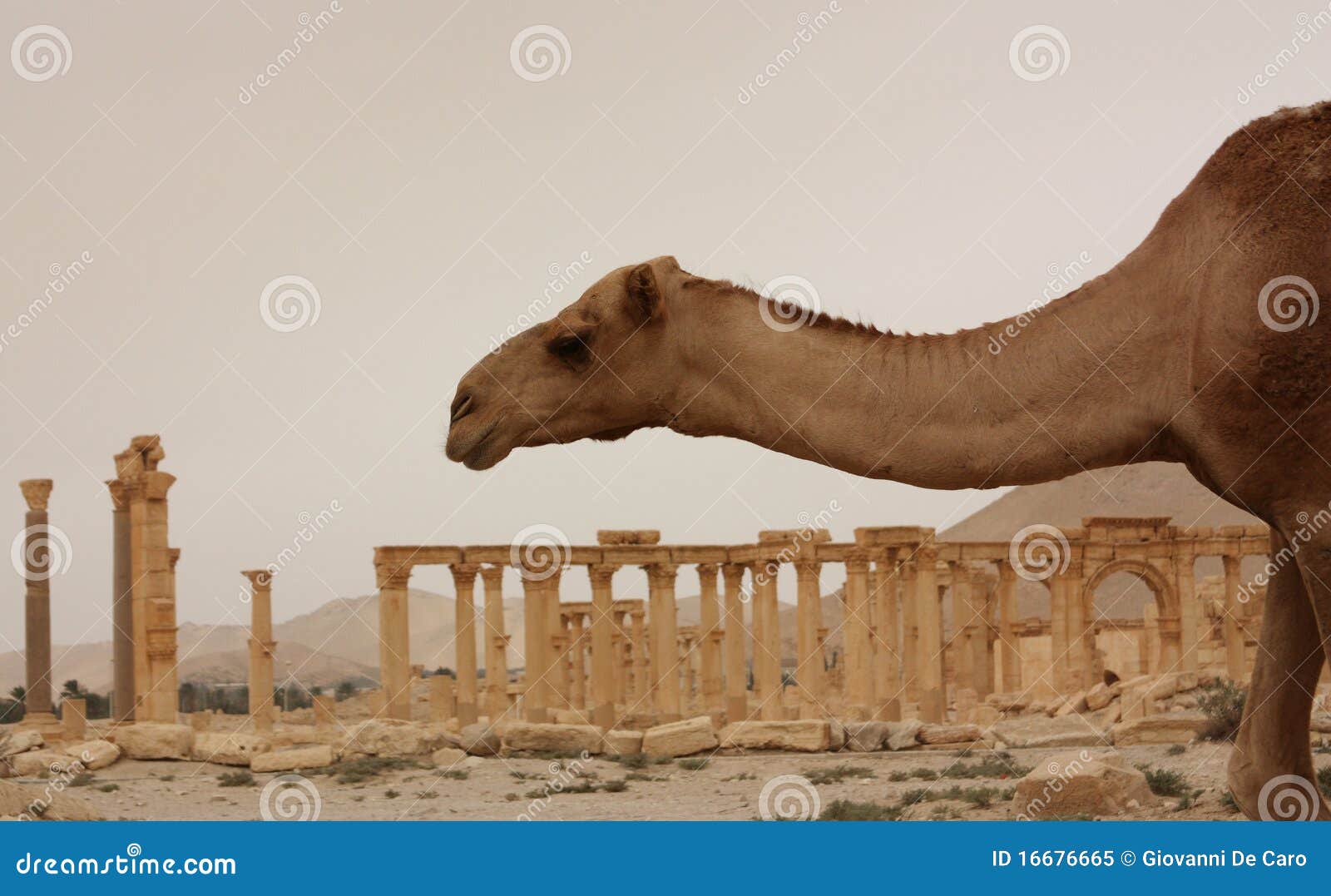 Camel in Desert Ruins of Palmyra Stock Image - Image of prang, romans ...