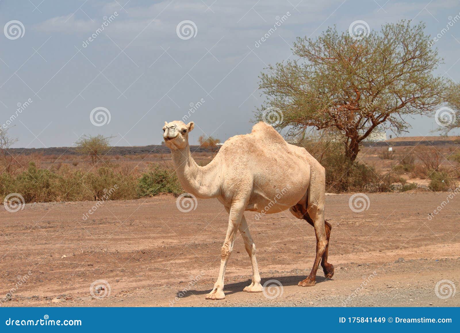 A camel in the desert stock image. Image of vegetation - 175841449