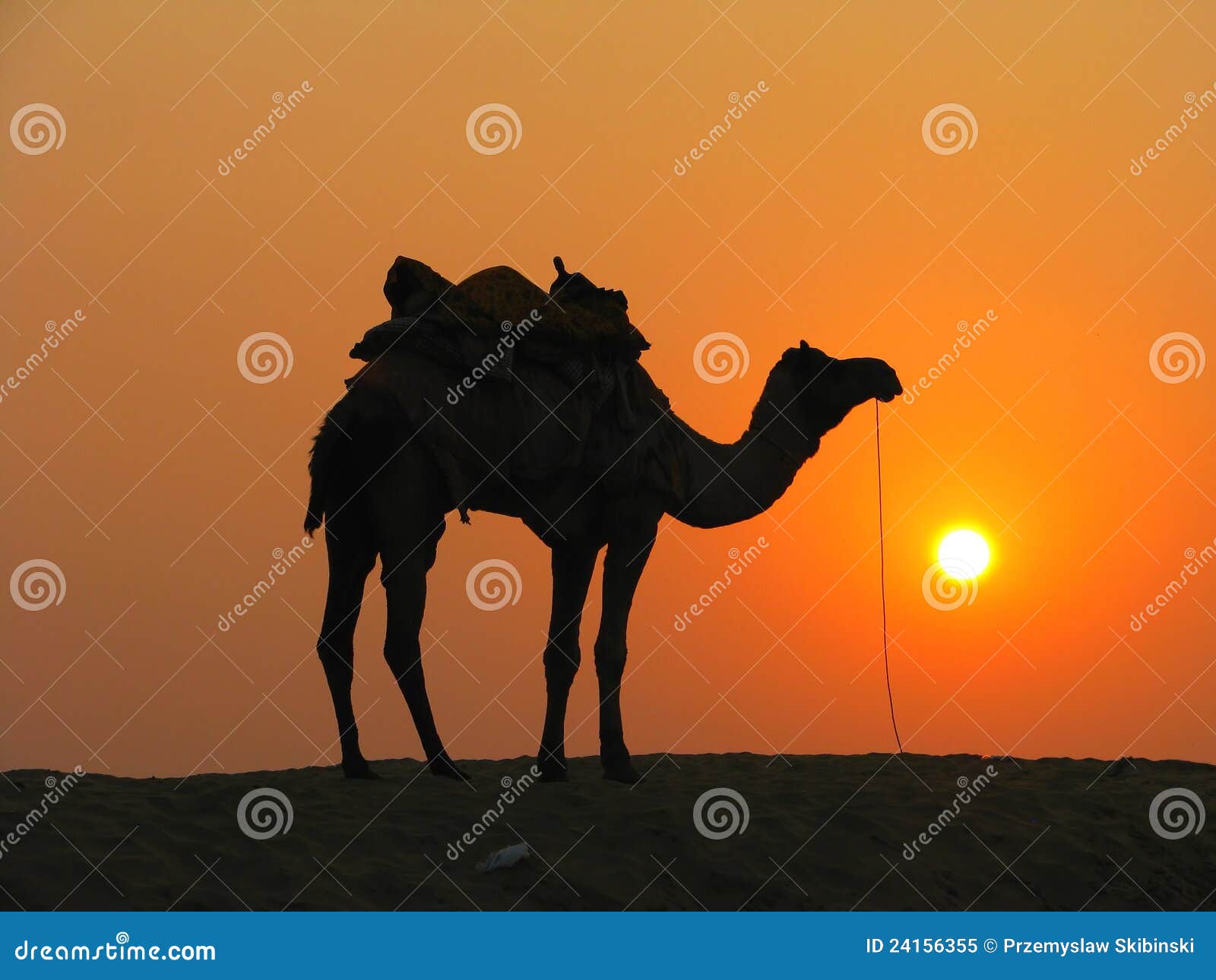 A Camel in the Desert at Sunset Stock Image - Image of animal, nature ...